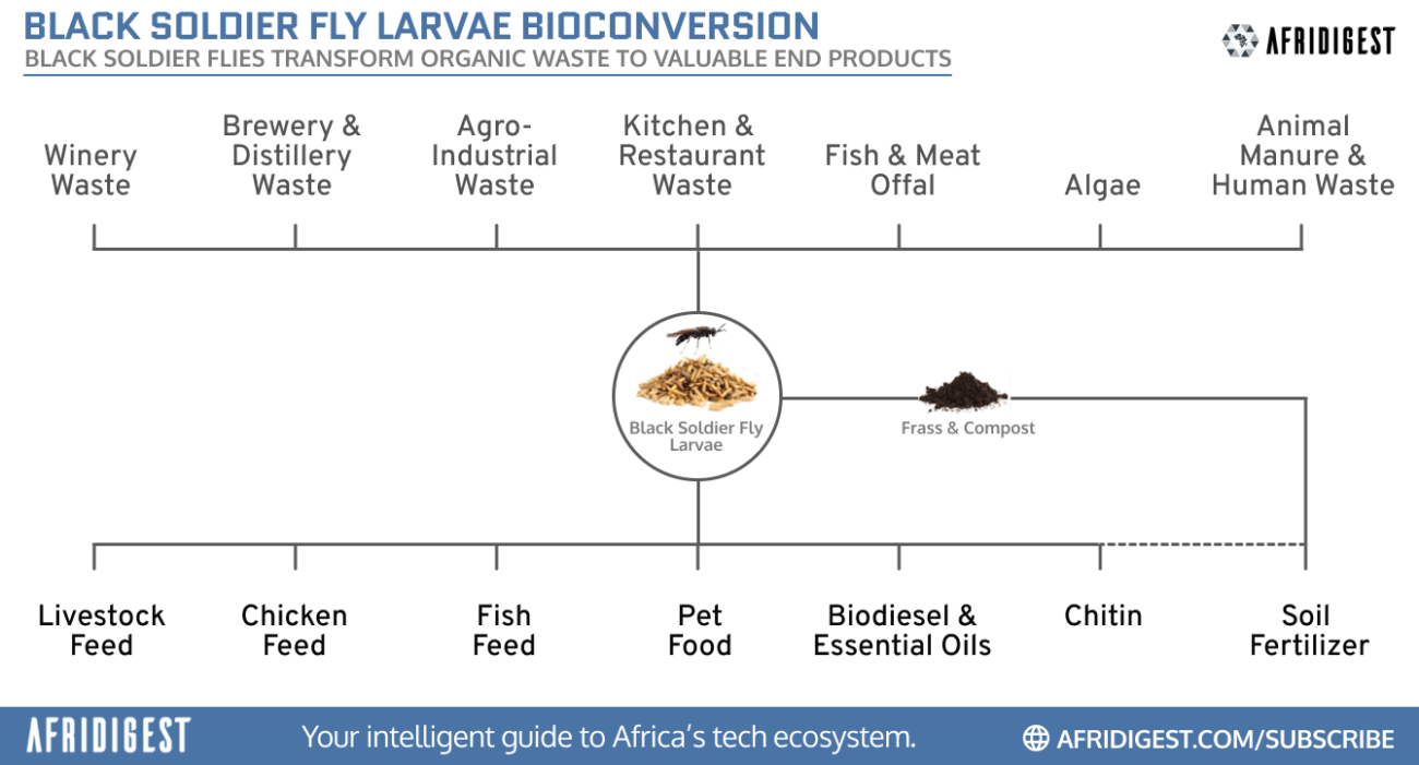 The business of black soldier flies | Afridigest